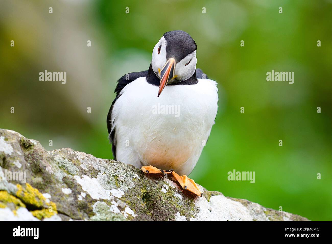 Atlantic puffins from the lunga isle in the treshnish isles off the ...