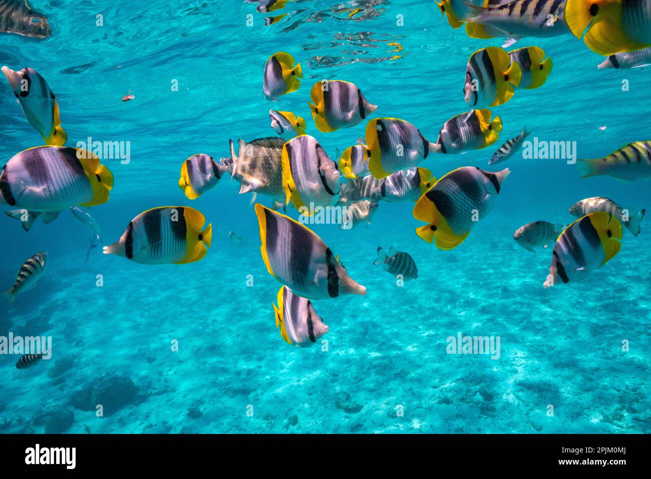 French Polynesia, Bora Bora. Close-up of Pacific double-saddle ...