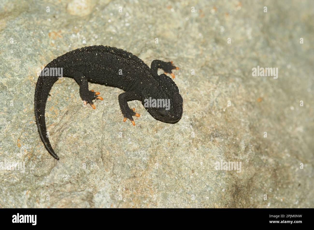Natural closeup on an juvenile of the rare and endangered Wenxian ...