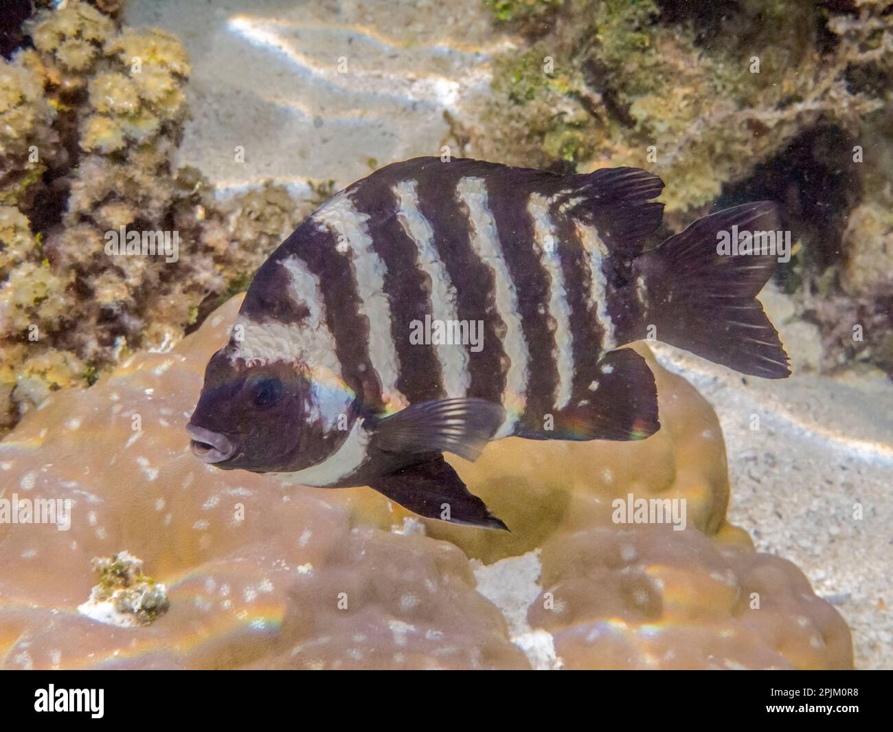 French Polynesia. Reef fish close-up Stock Photo - Alamy