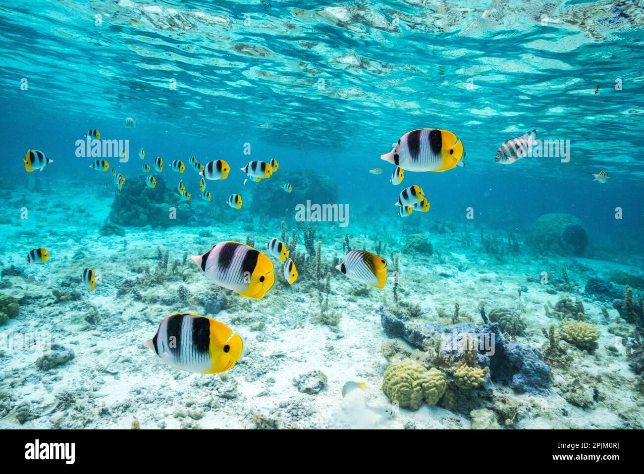 French Polynesia, Bora Bora. School of Pacific double-saddle ...