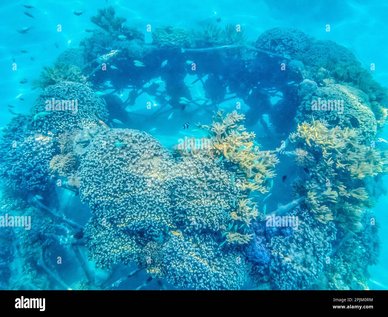 French Polynesia, Bora Bora. Bio-rock coral conservation and fish Stock ...