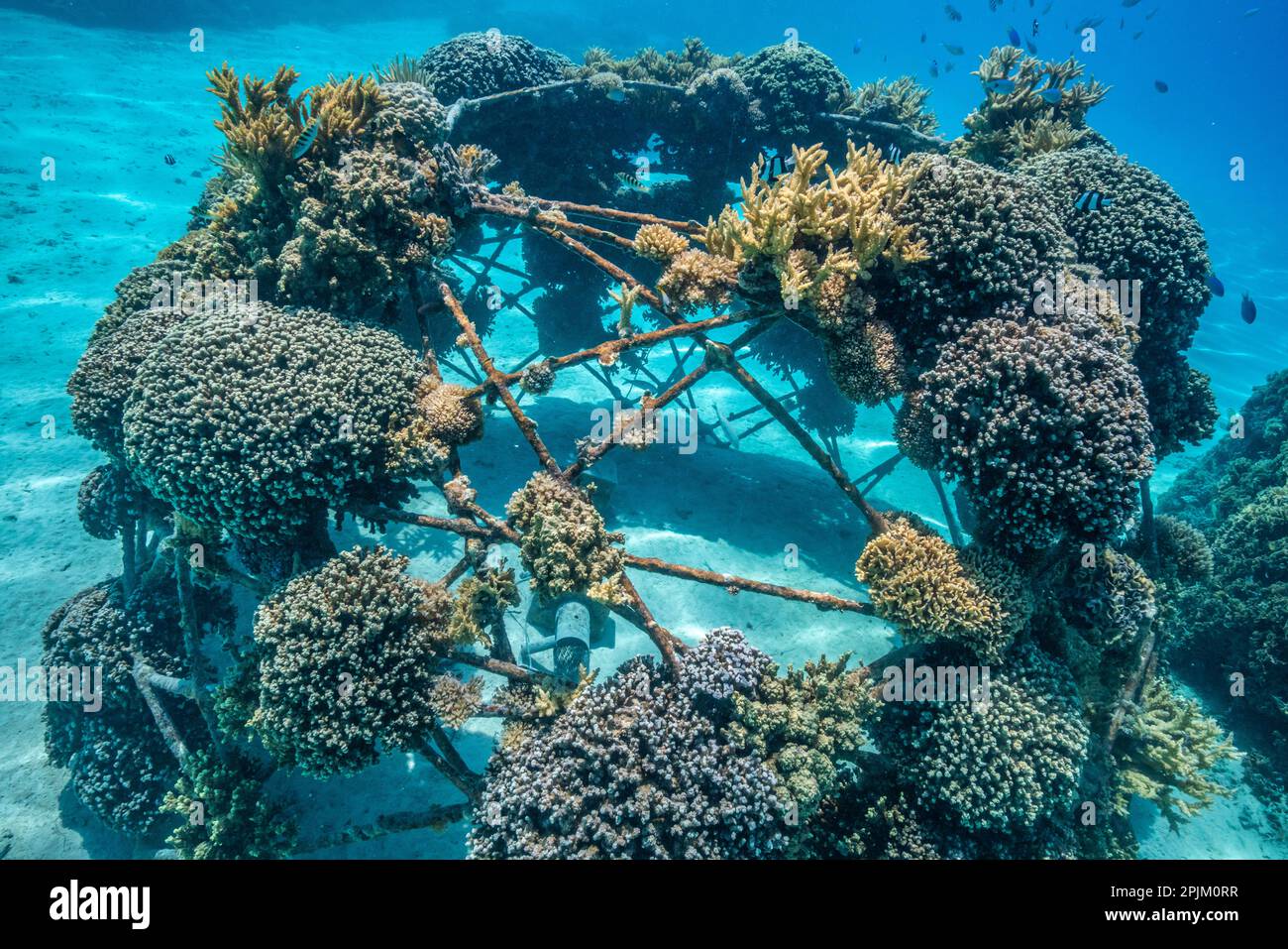 French Polynesia, Bora Bora. Bio-rock coral and fish Stock Photo - Alamy