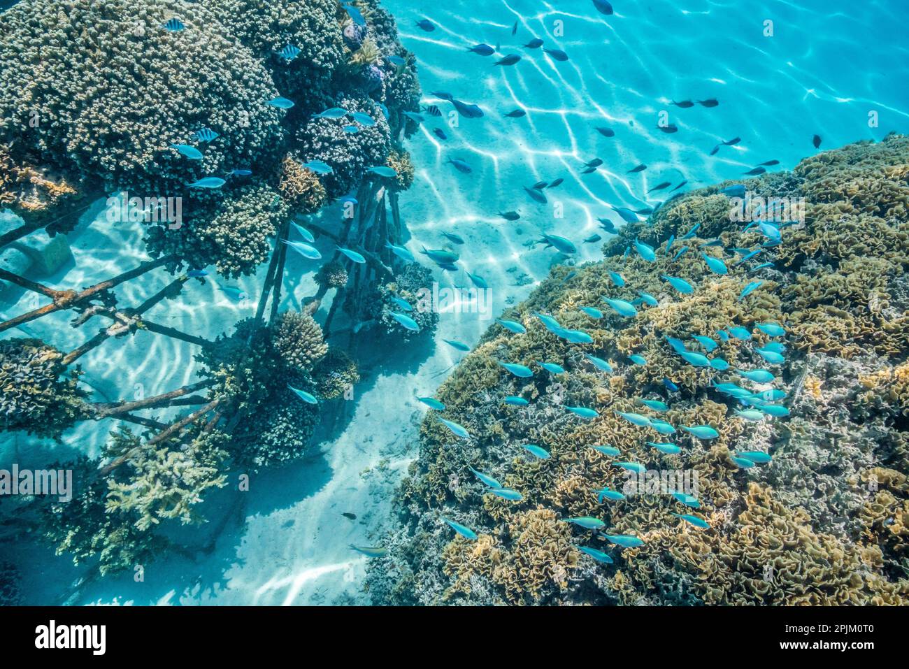 Bio rock fish hi-res stock photography and images - Alamy