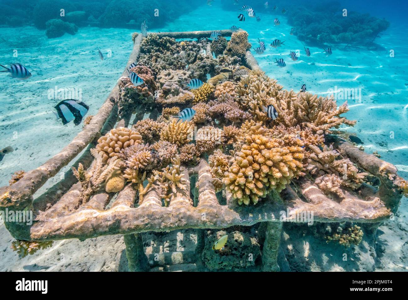 French Polynesia, Bora Bora. Bio-rock coral and fish Stock Photo - Alamy