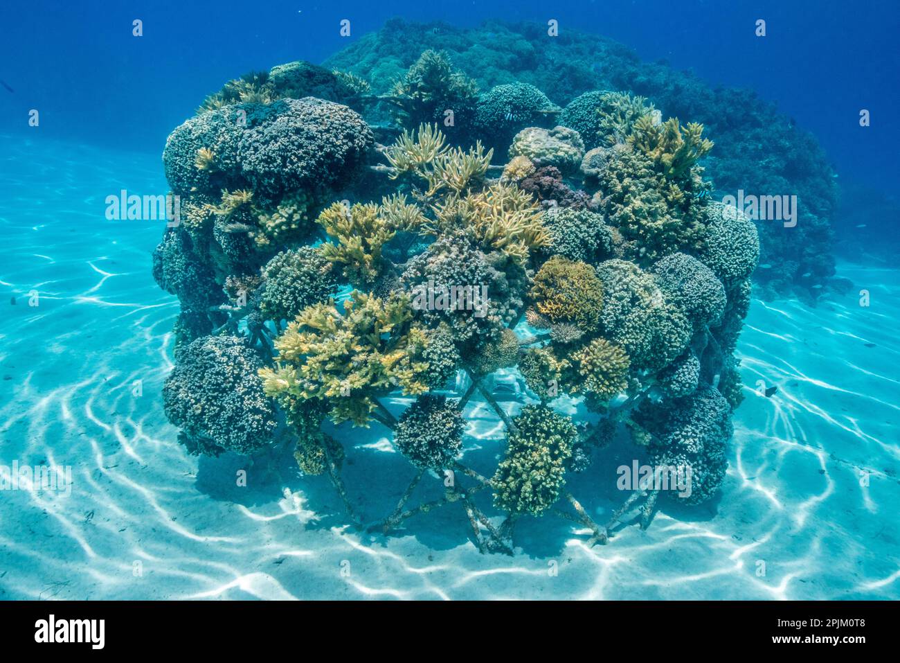 French Polynesia, Bora Bora. Bio-rock coral and fish Stock Photo - Alamy