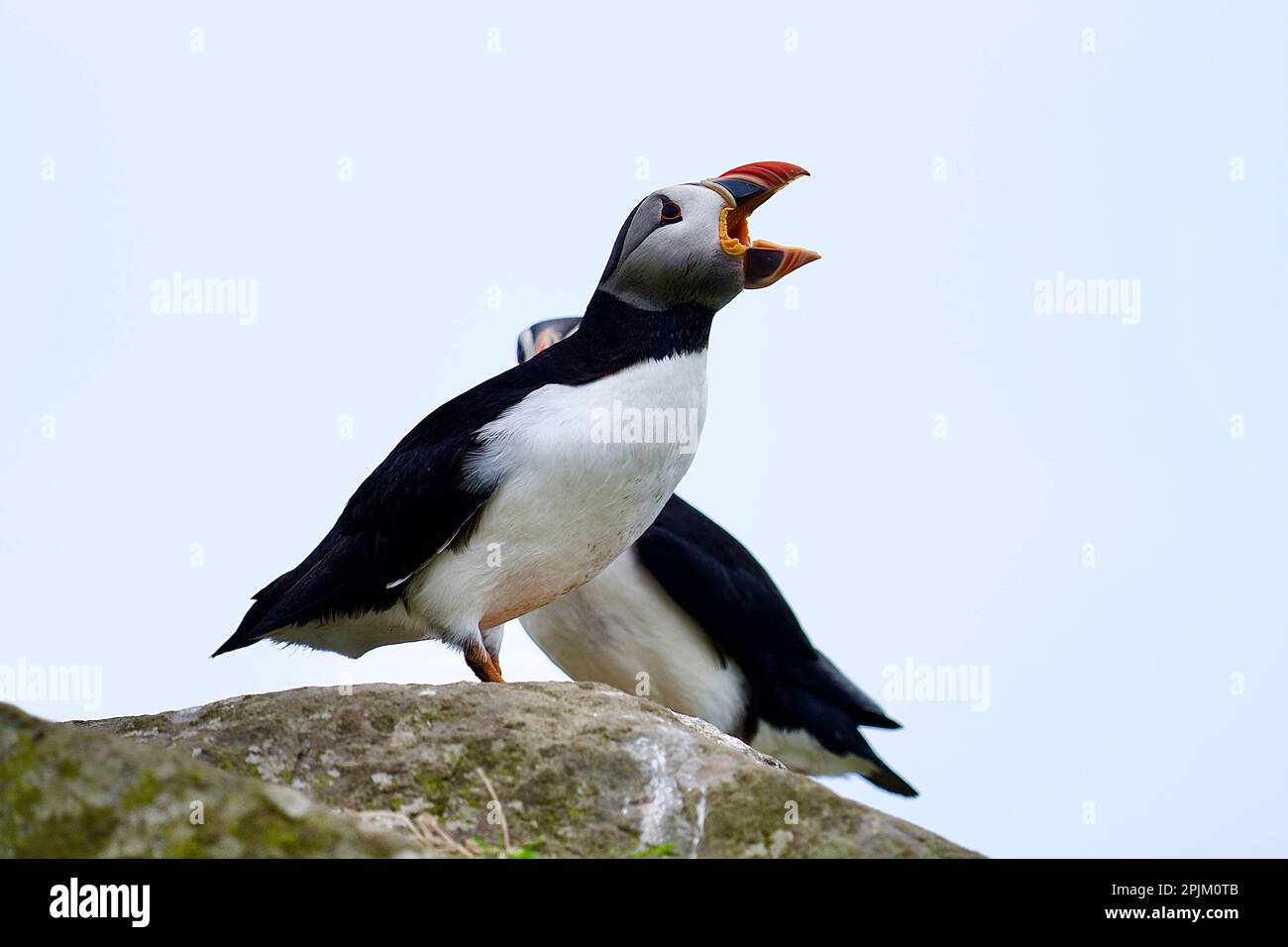 Atlantic puffins from the lunga isle in the treshnish isles off the ...