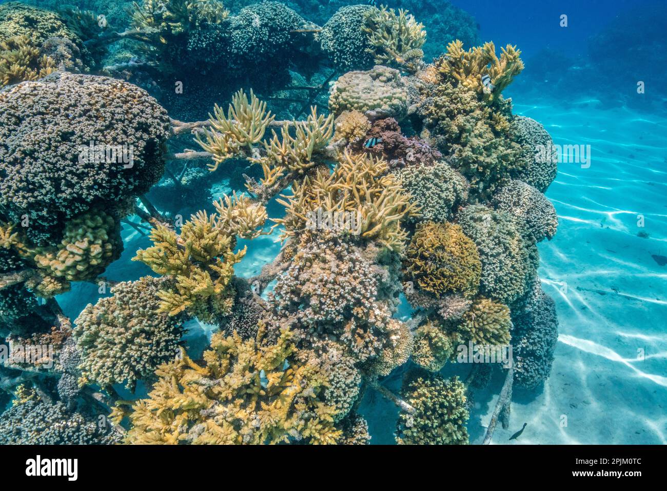 French Polynesia, Bora Bora. Bio-rock coral and fish Stock Photo - Alamy