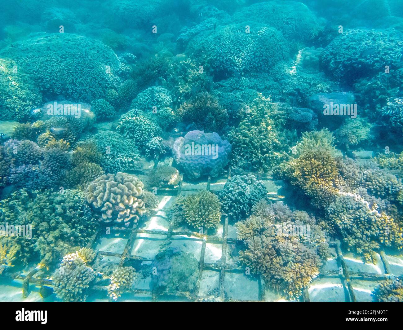 French Polynesia, Bora Bora. Bio-rock coral and fish Stock Photo - Alamy