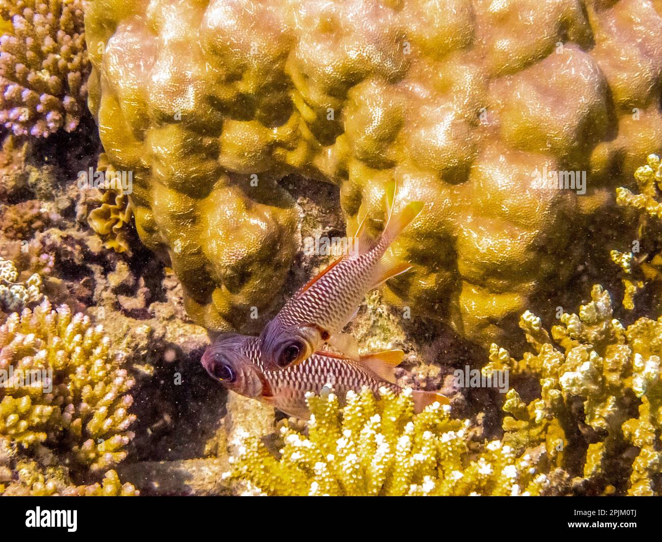 French Polynesia, Bora Bora. Soldierfish and bio-rock corals Stock ...