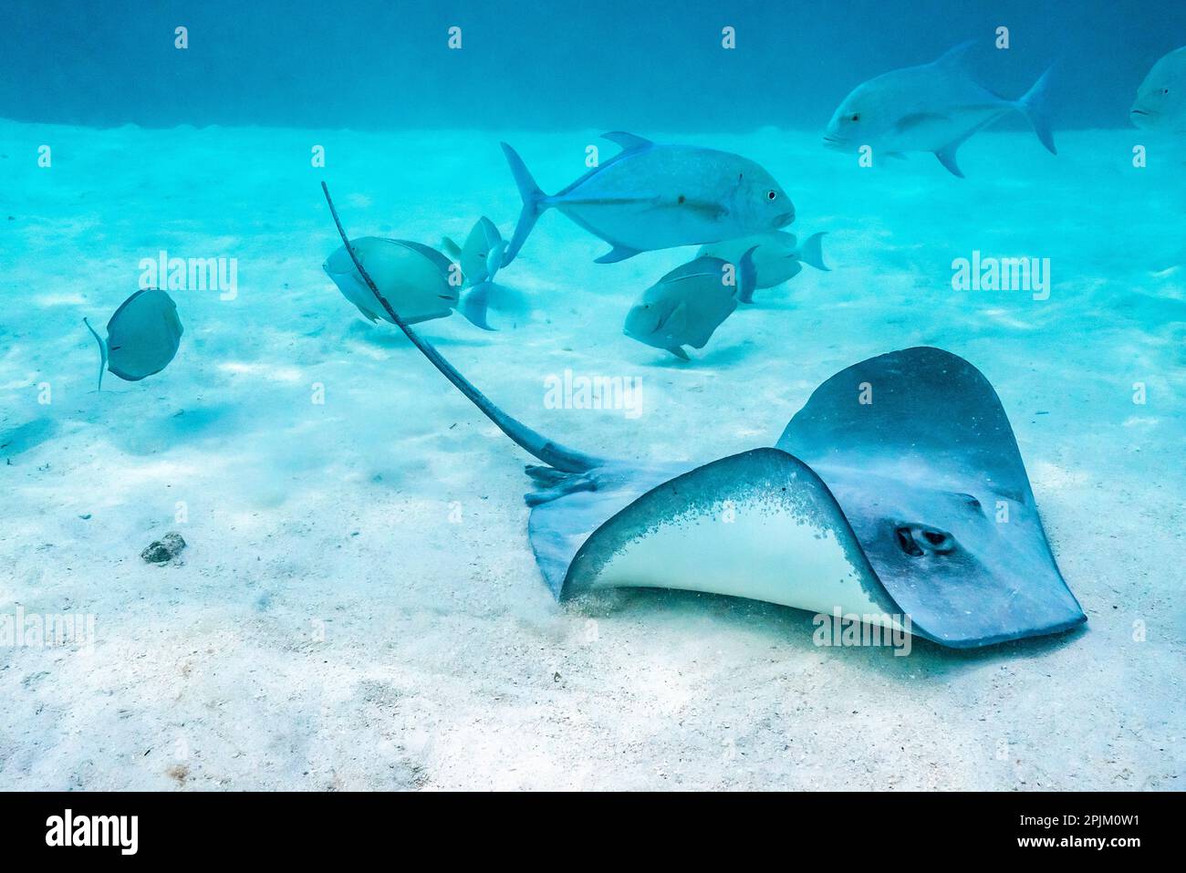 Jack fish hi-res stock photography and images - Alamy