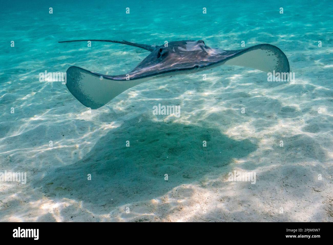 French Polynesia, Moorea. Swimming stingray fish and ocean bottom Stock ...