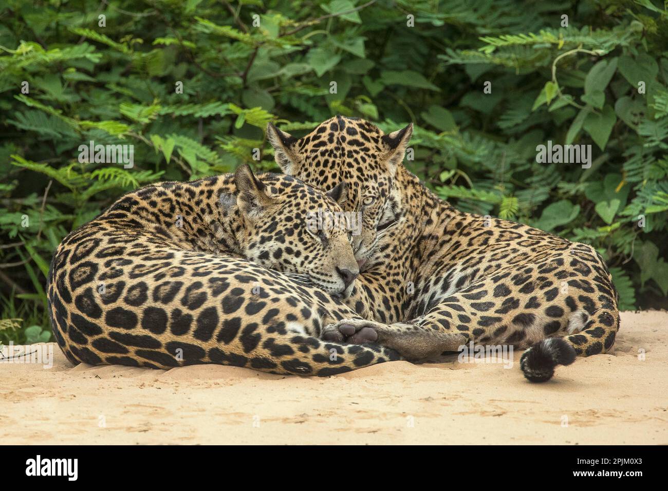 Brazil, Pantanal. Wild male jaguars resting on sand Stock Photo - Alamy