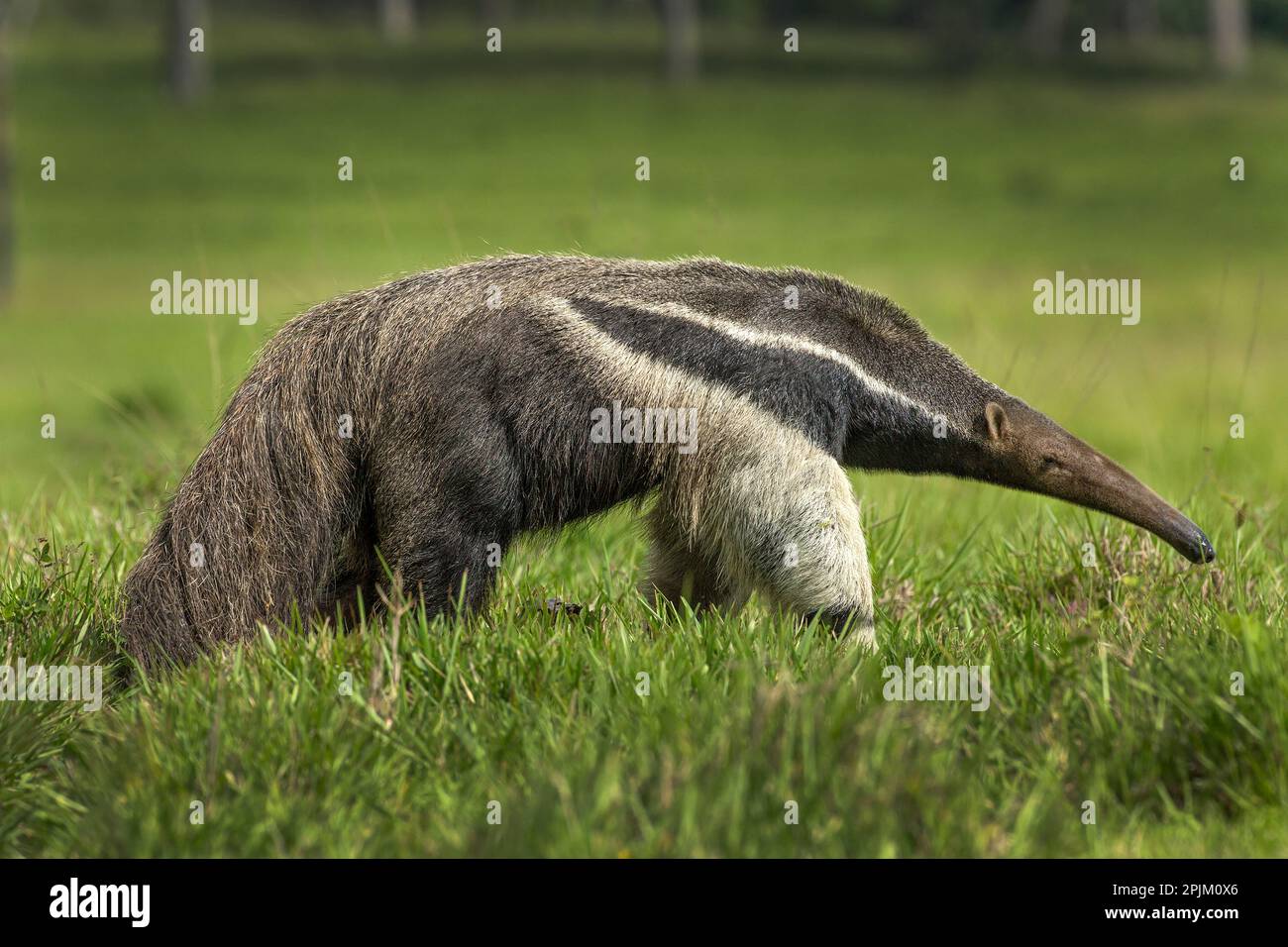 Close up giant anteater hi-res stock photography and images - Alamy