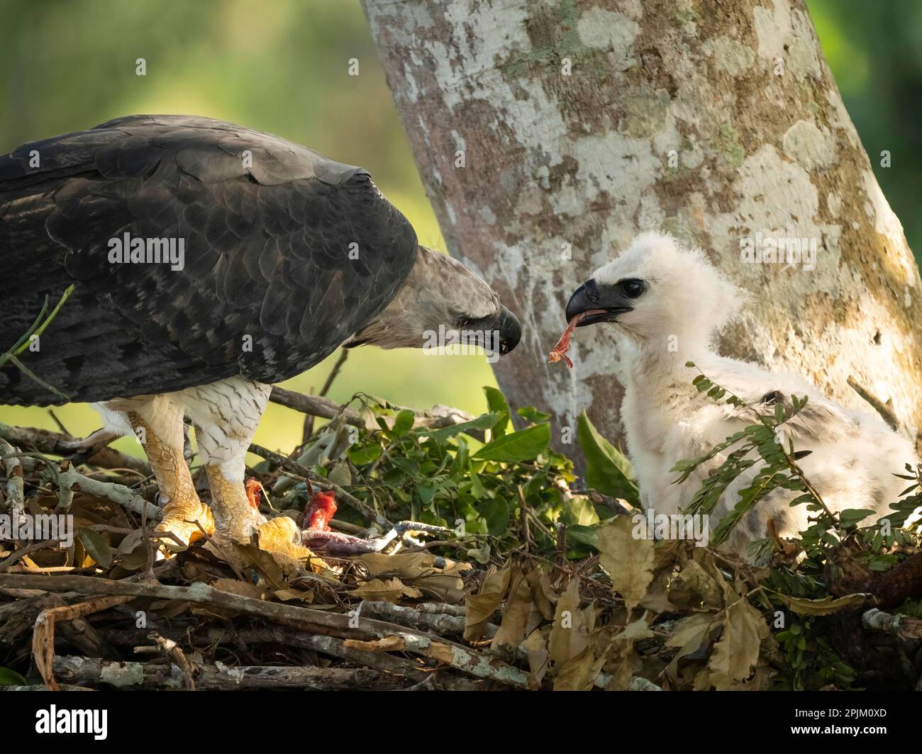 Harpy eagle feeding chick, Brazil, South America Stock Photo - Alamy