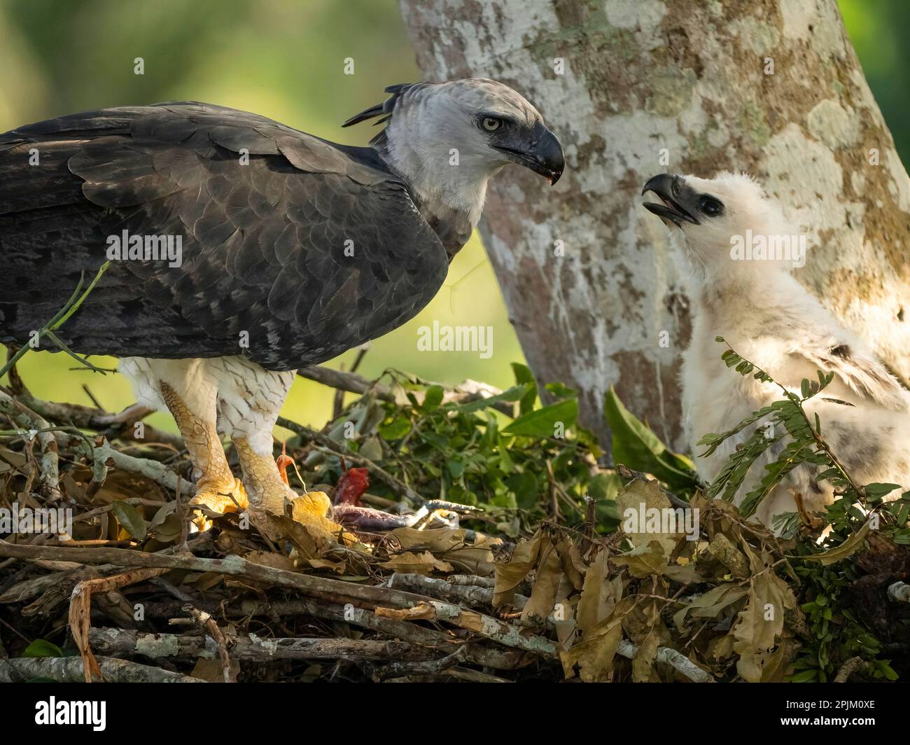 Harpy Eagle Eating
