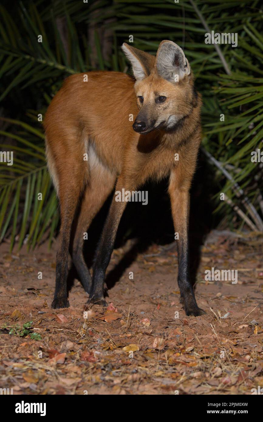 Maned Wolf, Brazil, South America Stock Photo - Alamy