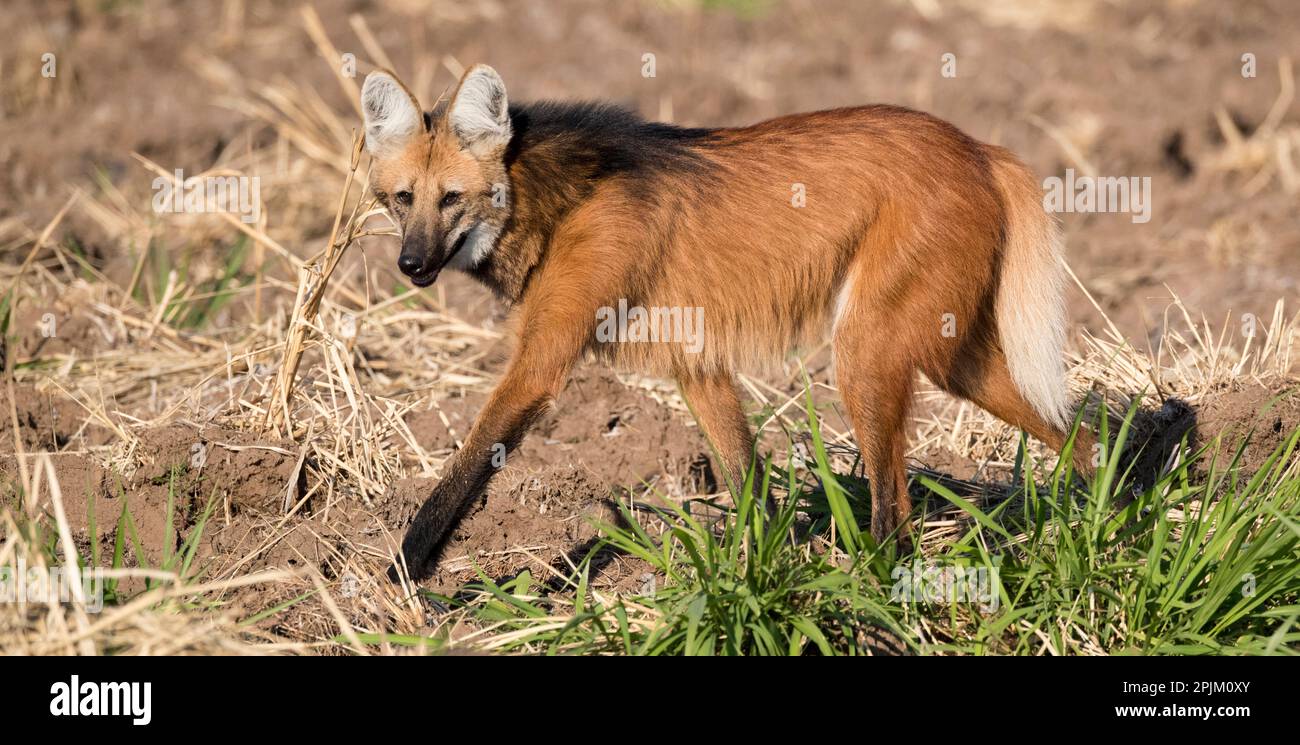 Maned Wolf, Brazil, South America Stock Photo - Alamy