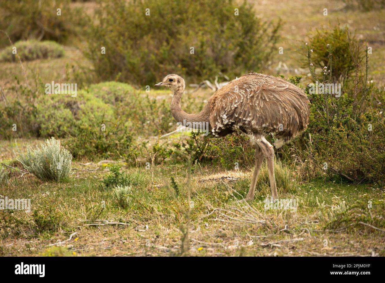Lesser Rhea, aka Darwin's Rhea, Chile, South America Stock Photo - Alamy