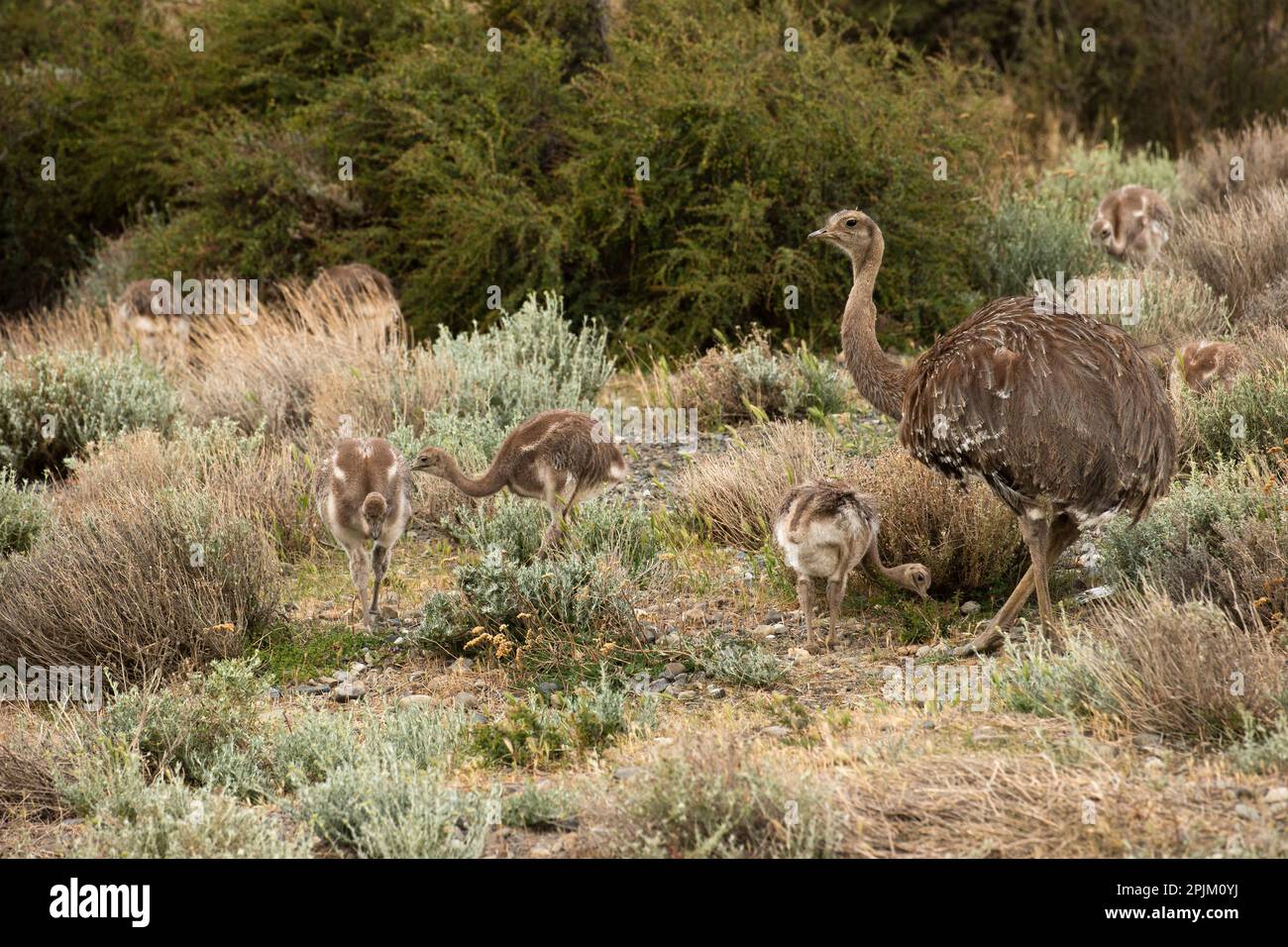 Lesser Rhea, aka Darwin's Rhea, Chile, South America Stock Photo - Alamy