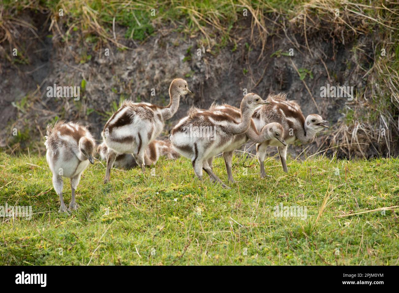 Lesser Rhea, aka Darwin's Rhea, Chile, South America Stock Photo - Alamy