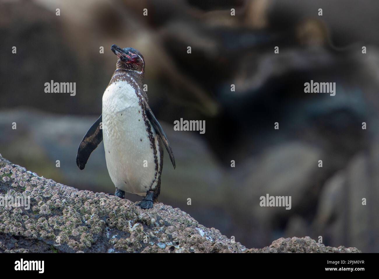 Galapagos penguin resting on the northern shore of Isabela Island Stock ...