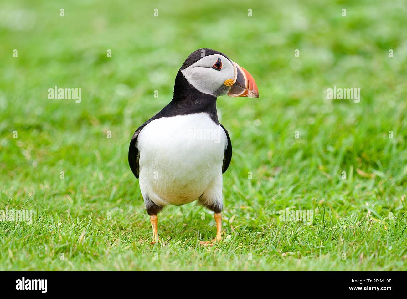 Atlantic puffins from the lunga isle in the treshnish isles off the ...