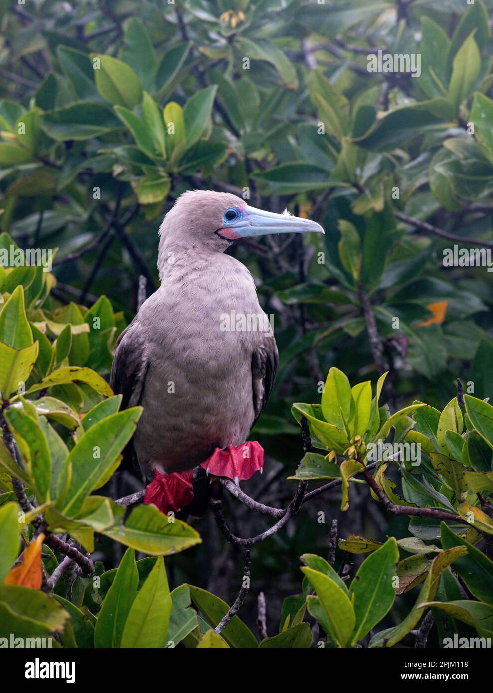 Pink-phase red footed booby resting near the shoreline at Genovesa ...