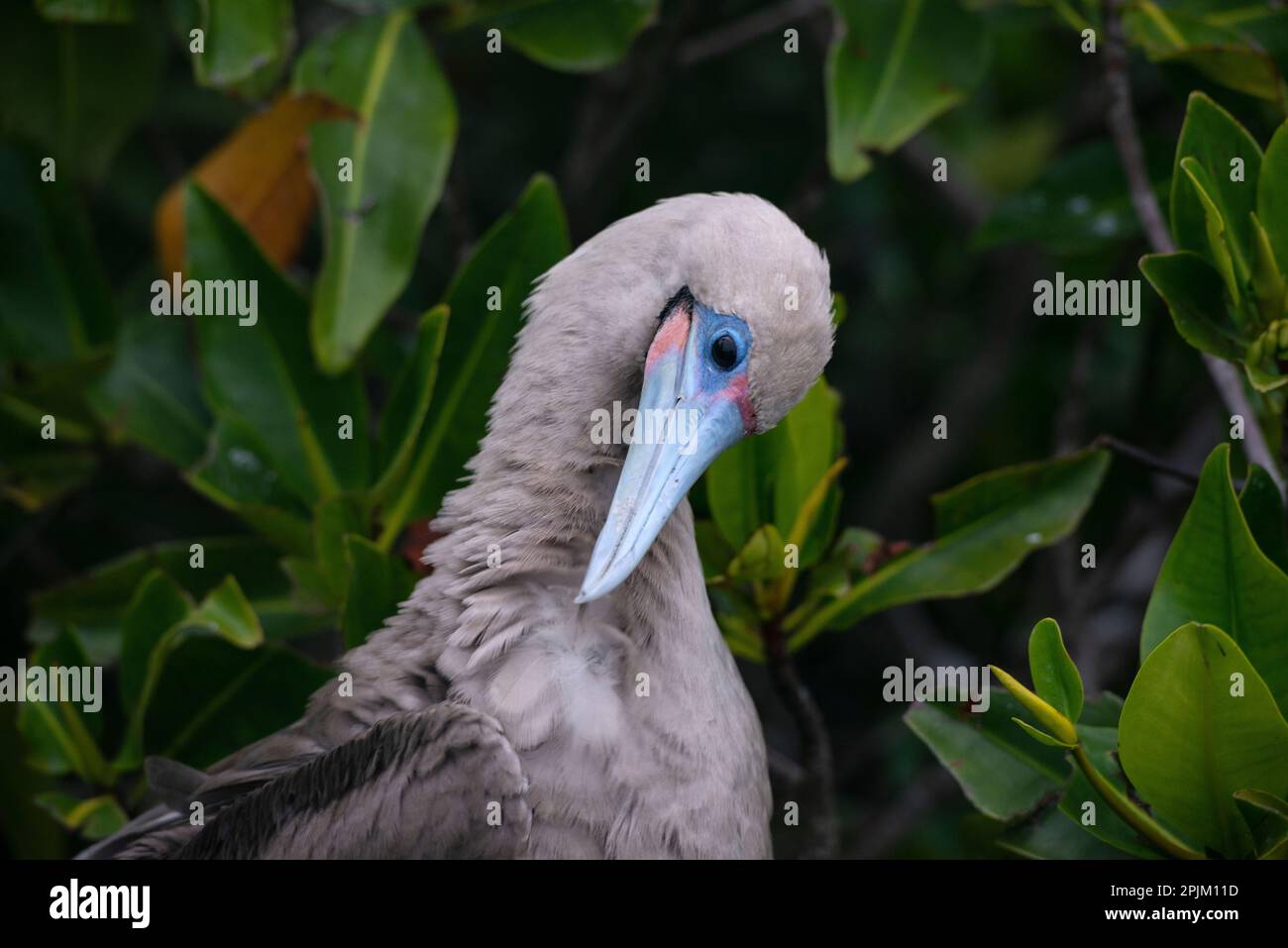 Pink-phase red footed booby resting near the shoreline at Genovesa ...