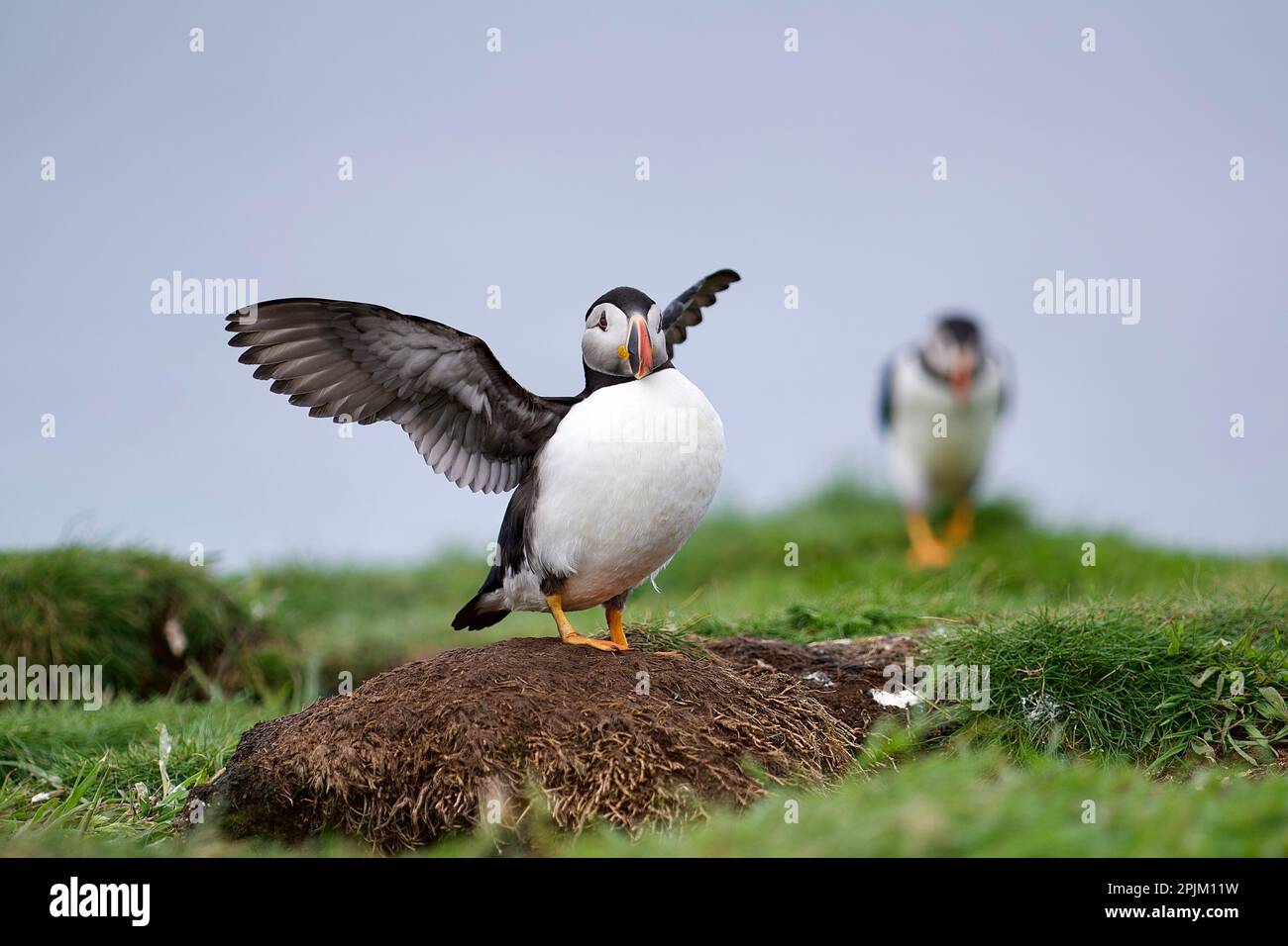 Atlantic puffins from the lunga isle in the treshnish isles off the ...
