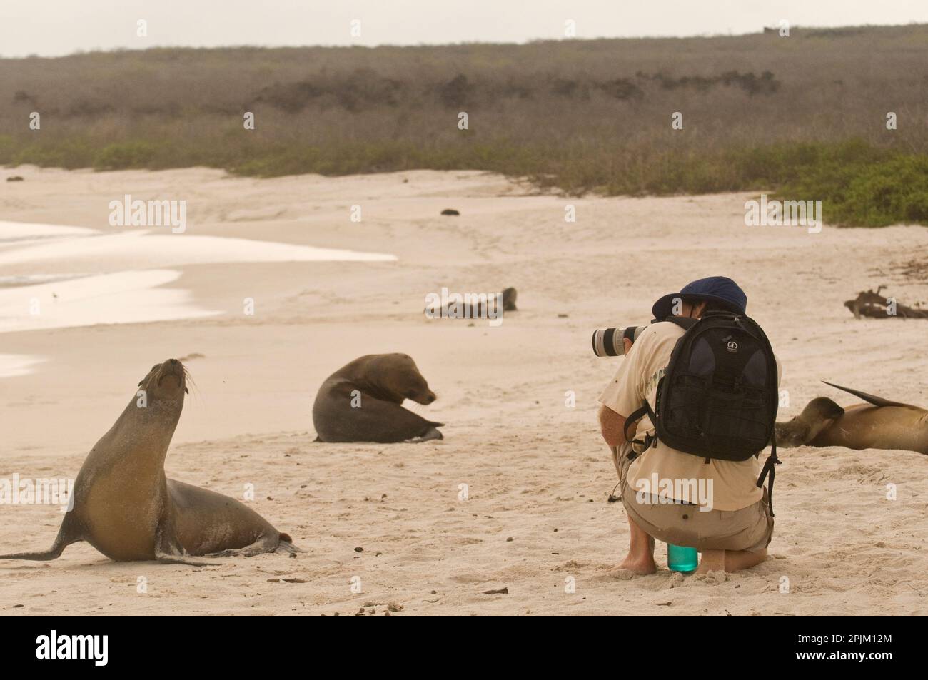 Galapagos sea lions have no fear of humans. (Editorial Use Only Stock ...