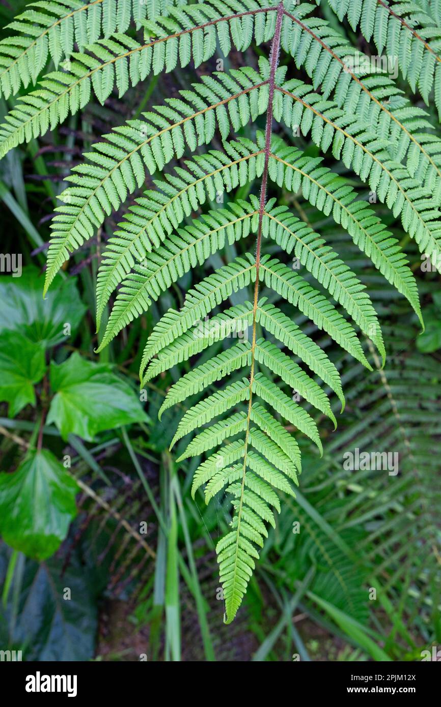 Green ferns thriving in the Andes Cloud Forest Stock Photo - Alamy