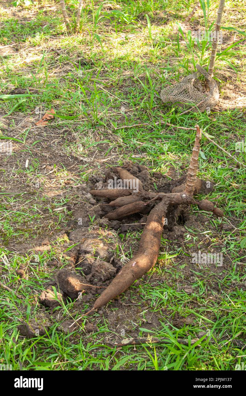 Manioc roots are harvested for use as a food starch Stock Photo - Alamy