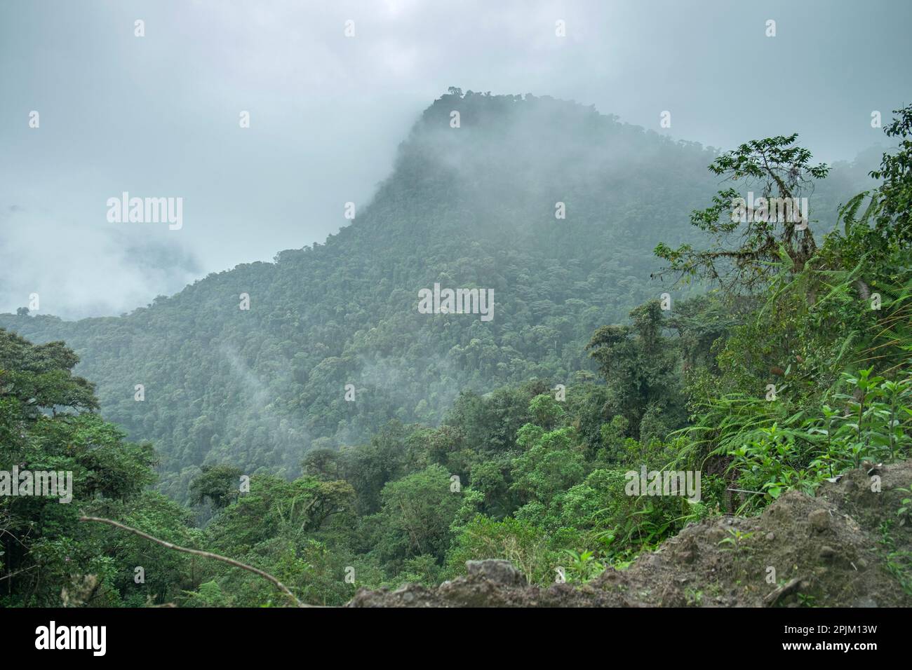 Rainforest thrives in the Cloud Forest of the Andes in Ecuador Stock ...