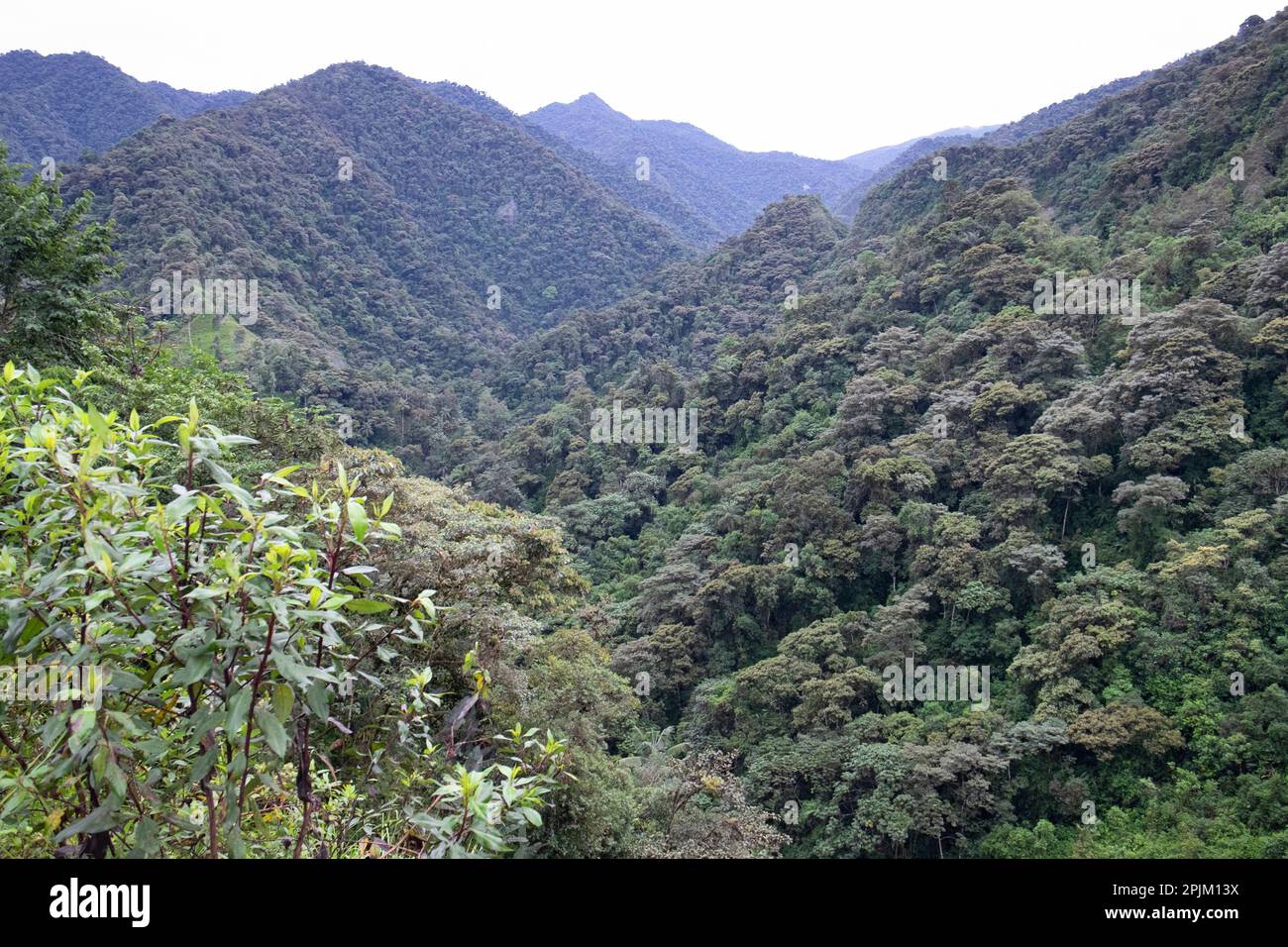 Rugged mountains of the Andean Cloud Forest Stock Photo - Alamy