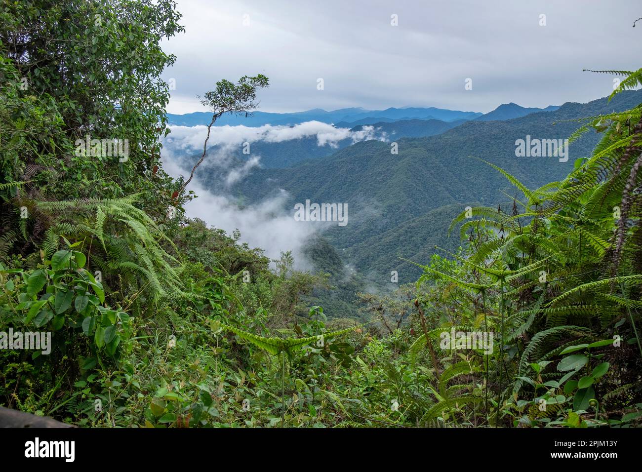 Rugged mountains of the Andean Cloud Forest Stock Photo - Alamy