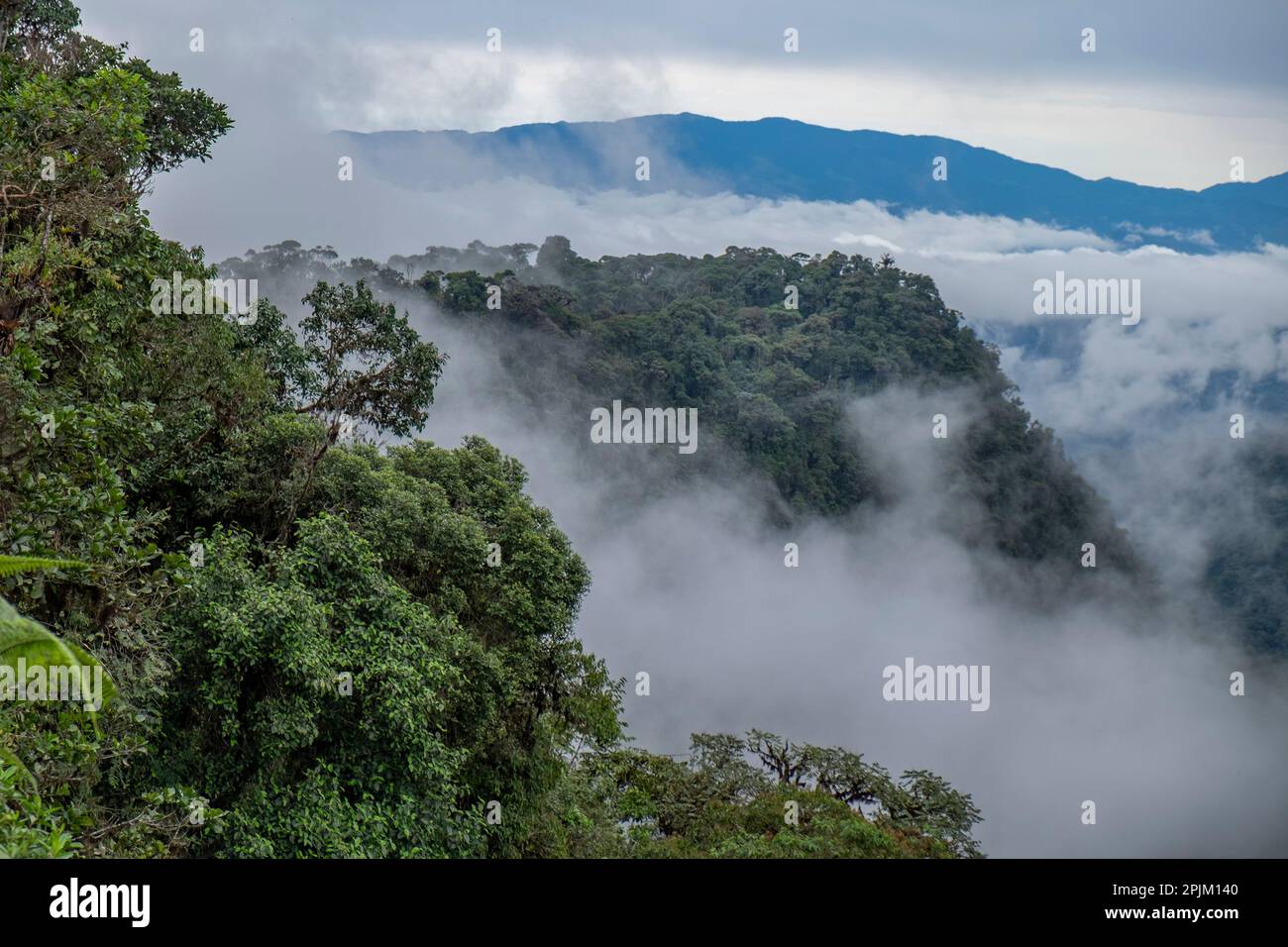Rugged mountains of the Andean Cloud Forest Stock Photo - Alamy