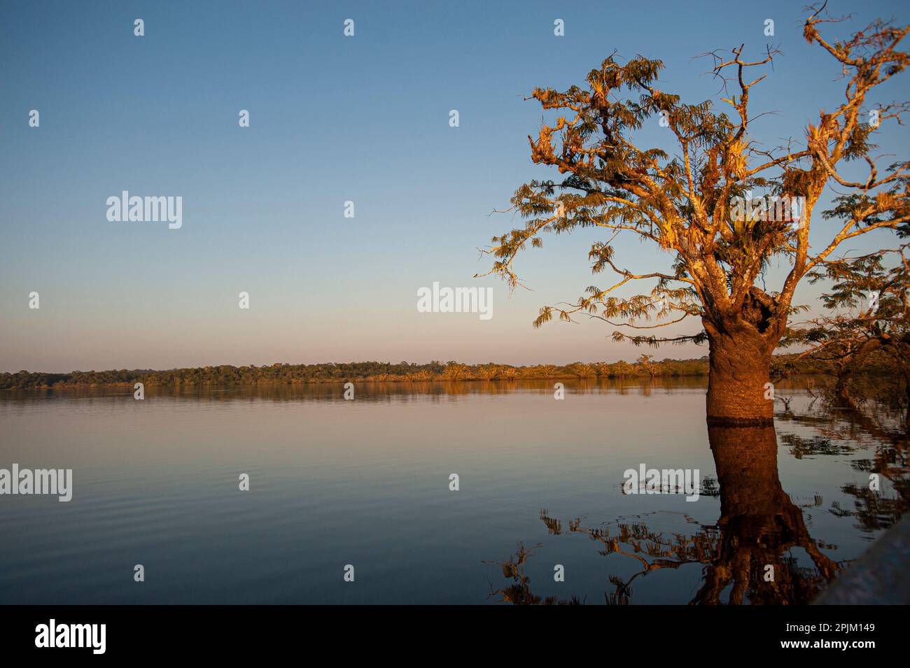 Sunrise sets this tree aglow on Laguna Grande, in the Cuyabeno Reserve ...