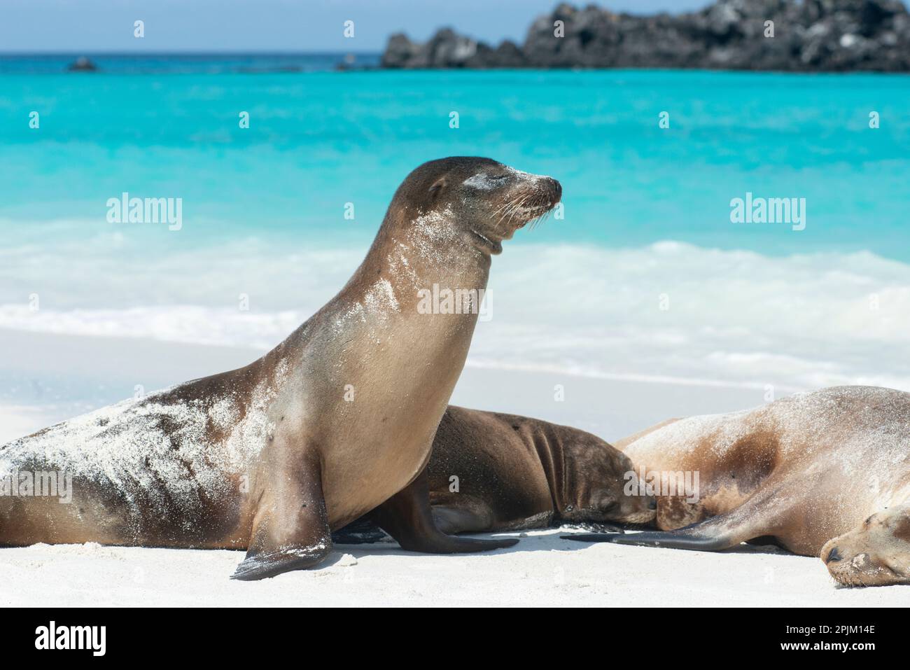 The blue waters of Gardner Bay gleam behind these Galapagos sea lions ...