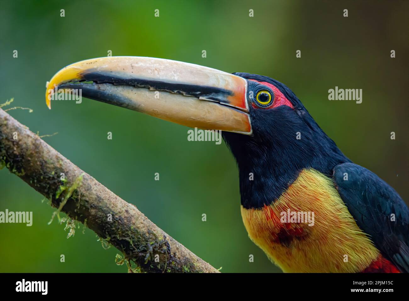 Species of toucan has a huge bill Stock Photo - Alamy