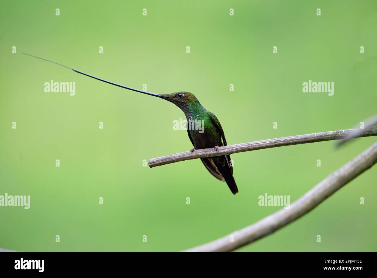 Species of hummingbird has the longest bill in proportion to its body ...