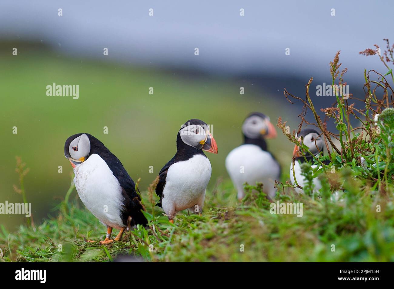 Atlantic puffins from the lunga isle in the treshnish isles off the ...