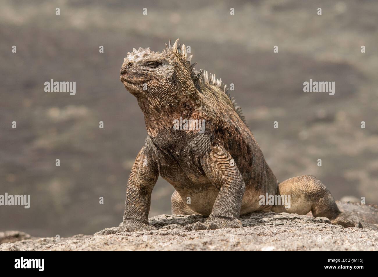 Ugly marine iguana on Fernandina Island was the model for the Godzilla ...