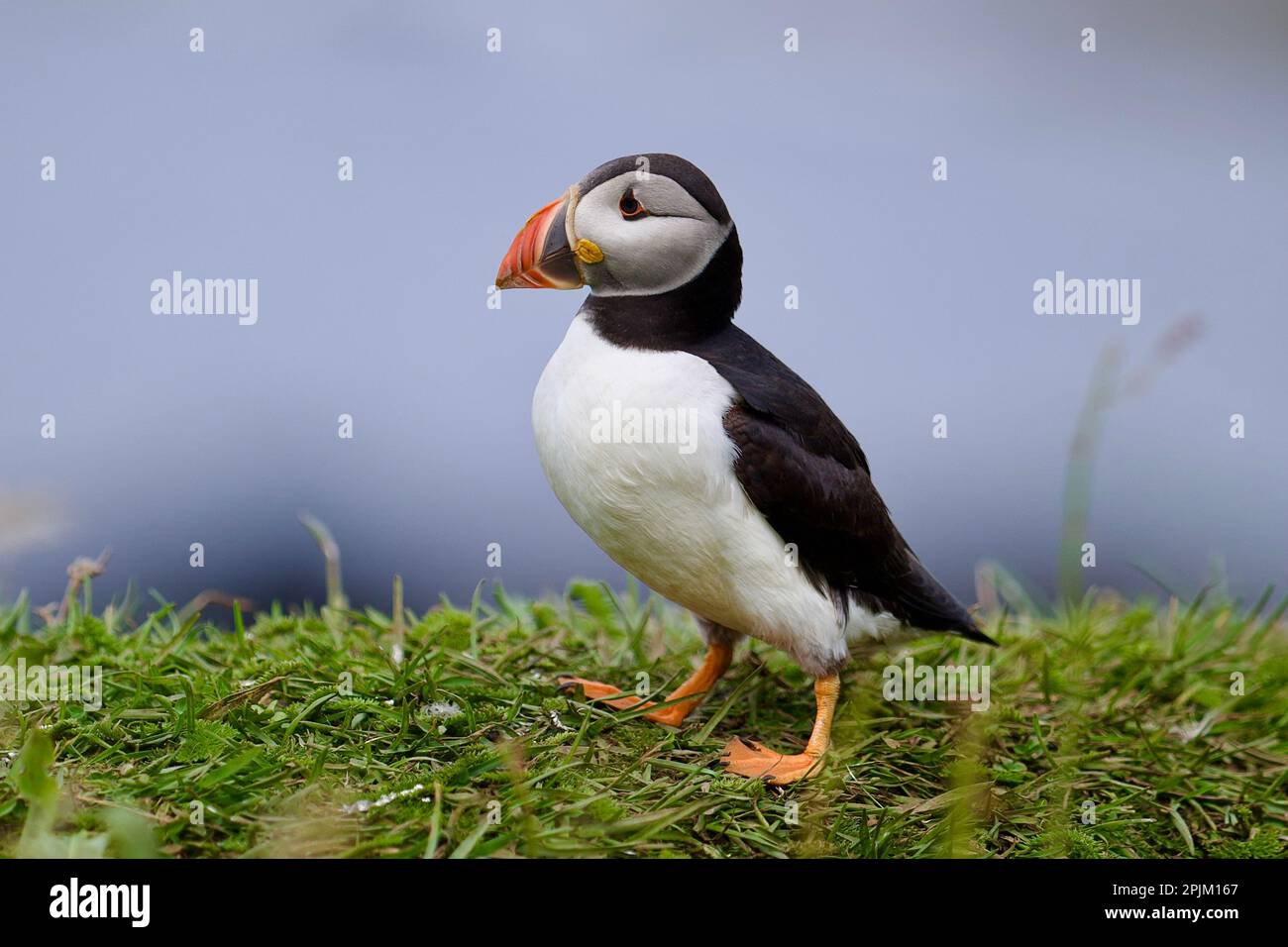 Atlantic puffins from the lunga isle in the treshnish isles off the ...