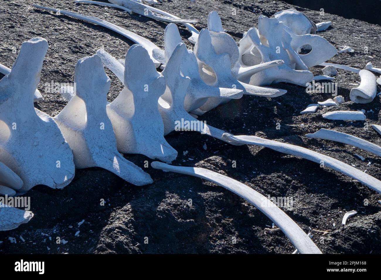 Beached whale sun hi-res stock photography and images - Alamy