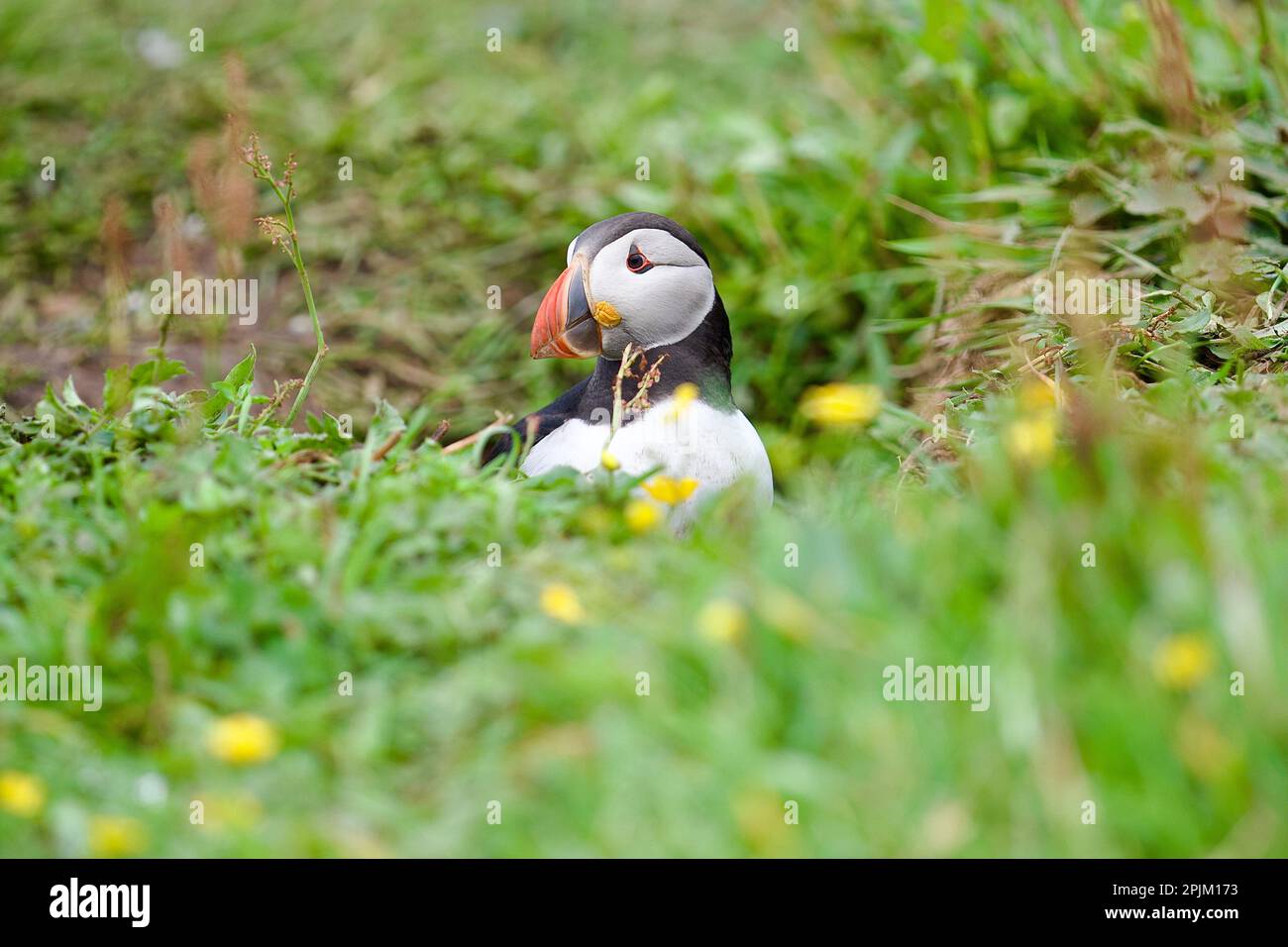 Atlantic puffins from the lunga isle in the treshnish isles off the ...