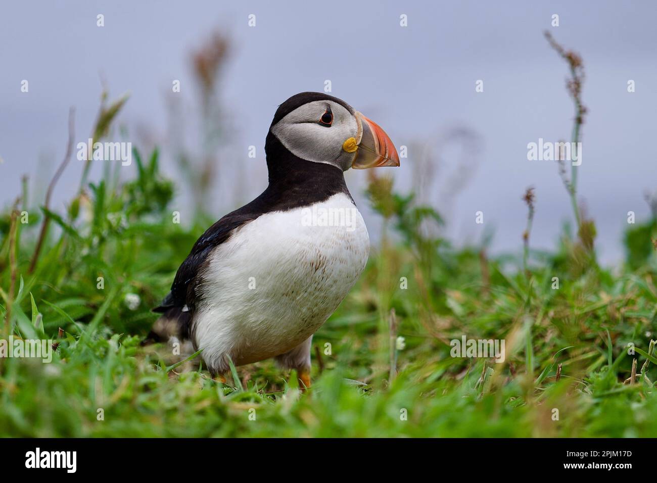 Atlantic puffins from the lunga isle in the treshnish isles off the ...