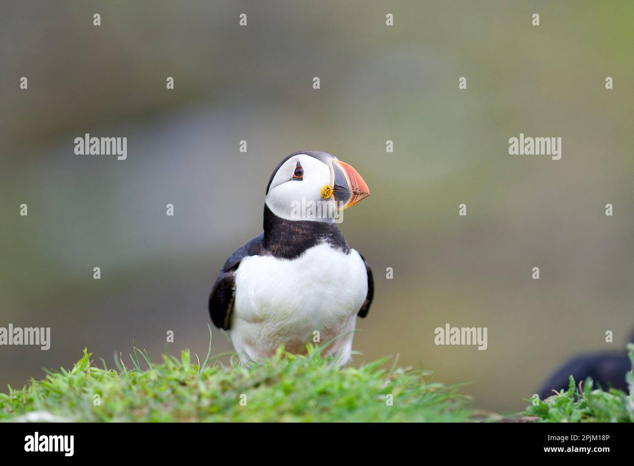 Atlantic puffins from the lunga isle in the treshnish isles off the ...