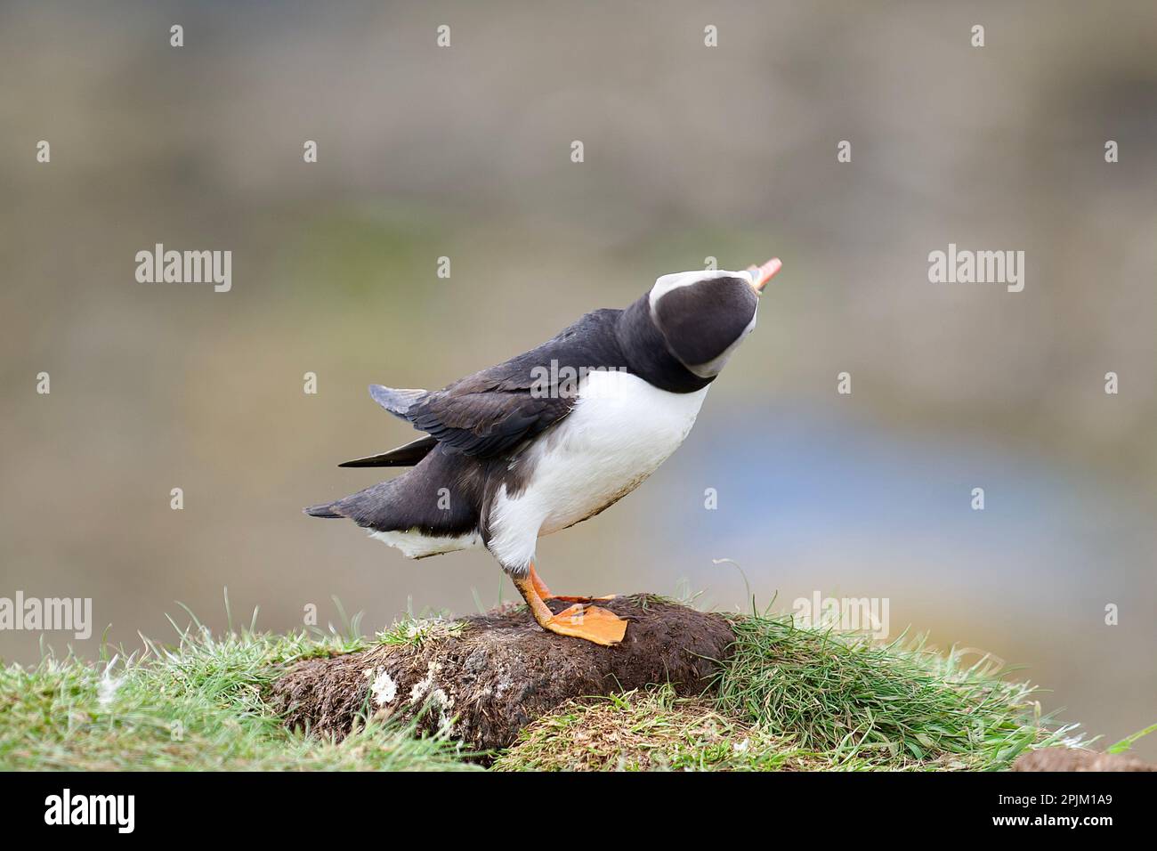 Atlantic puffins from the lunga isle in the treshnish isles off the ...