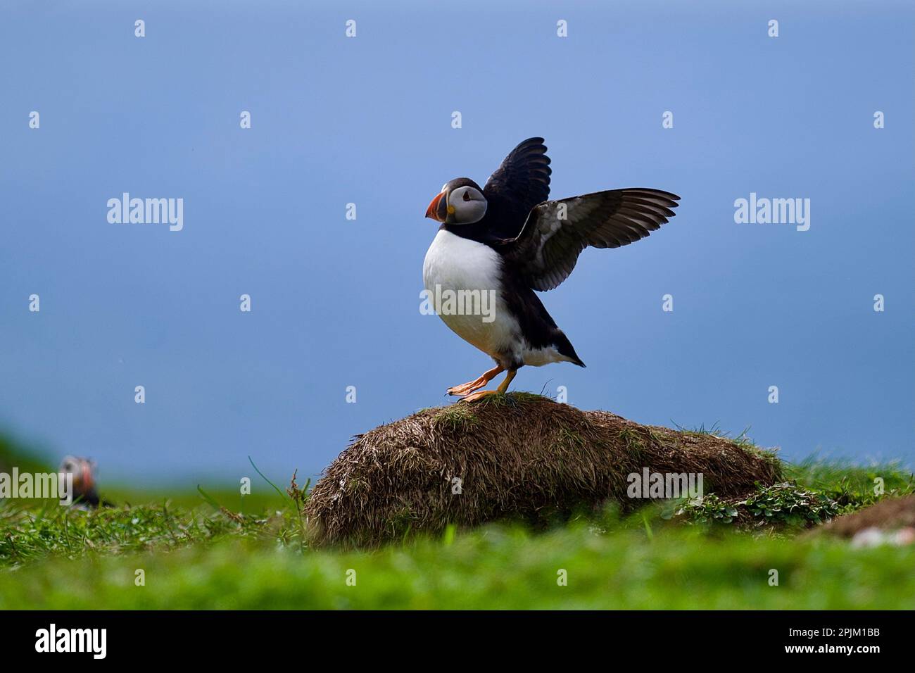Atlantic puffins from the lunga isle in the treshnish isles off the ...